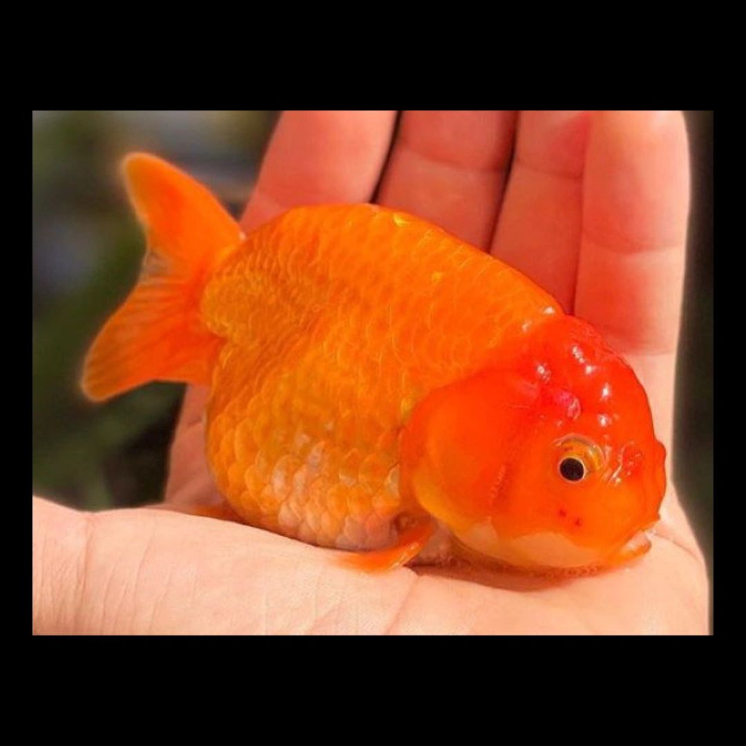 1 Pair ₹2199 Red Ranchu Goldfish