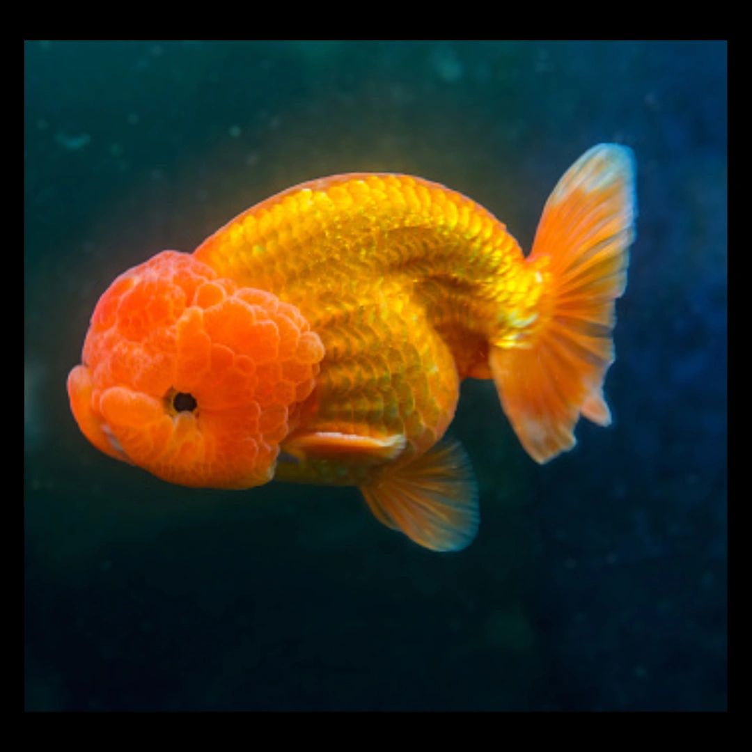 [ 1 Pair ₹2699 ] Lionchu Ranchu Goldfish