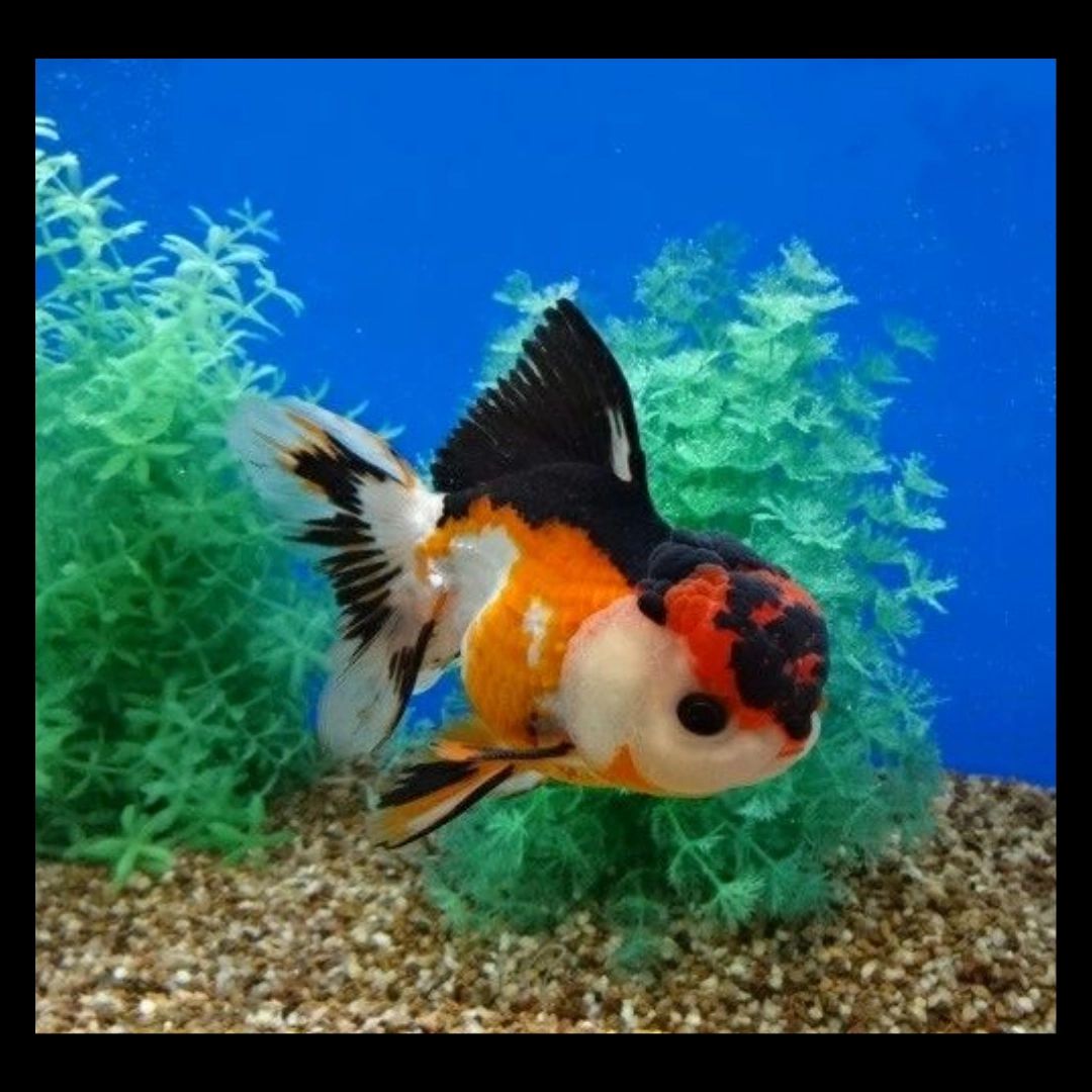 [ 1 Pair ₹1699 ] Tricolor Oranda Goldfish