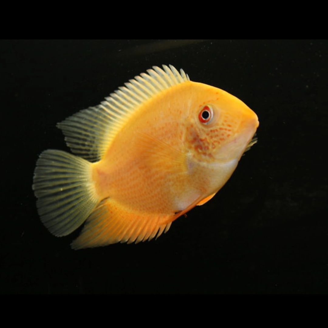[ 4 Piece ₹800 ] Red Spotted Golden Severum Fish