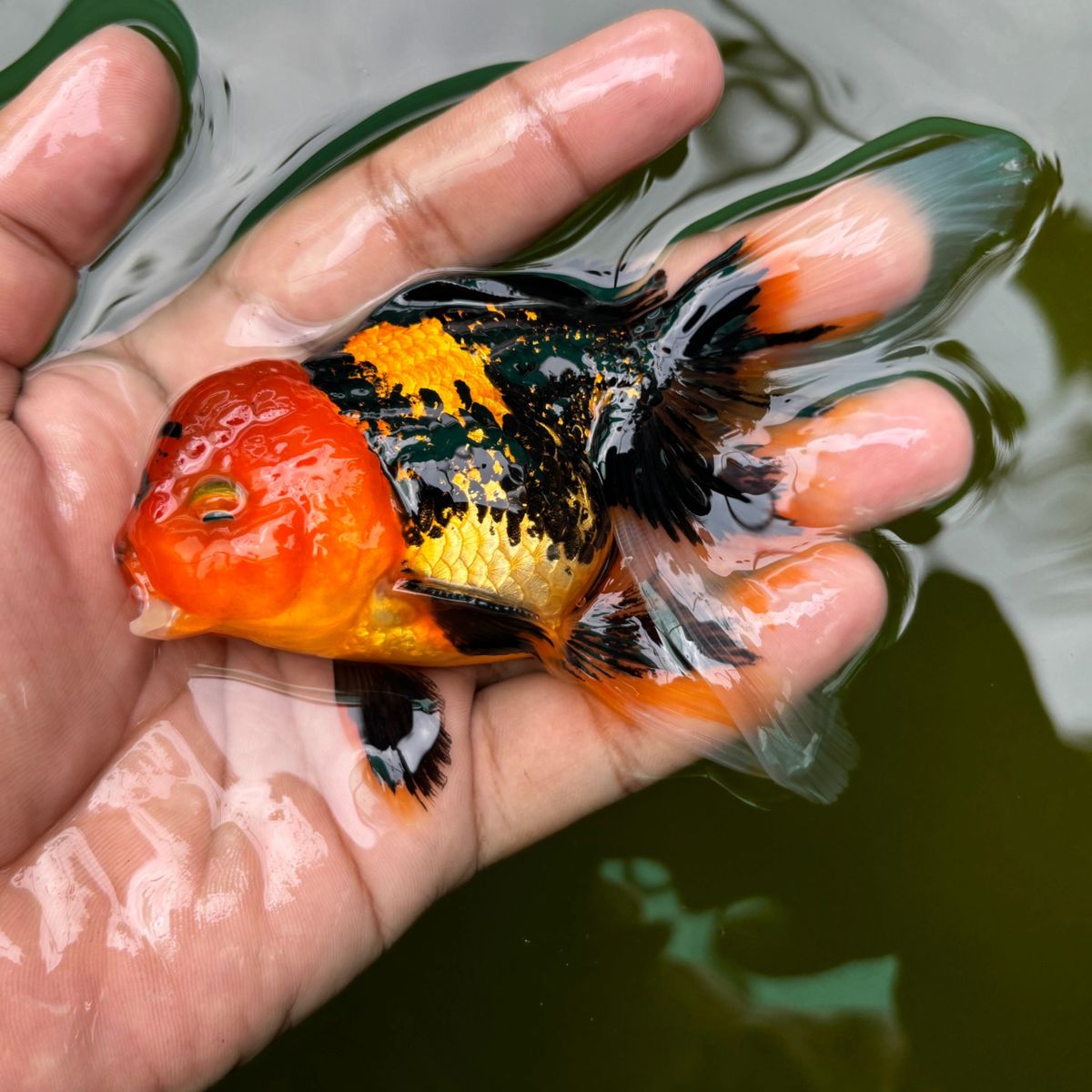 1 Pair ₹1999 Tiger Oranda Goldfish