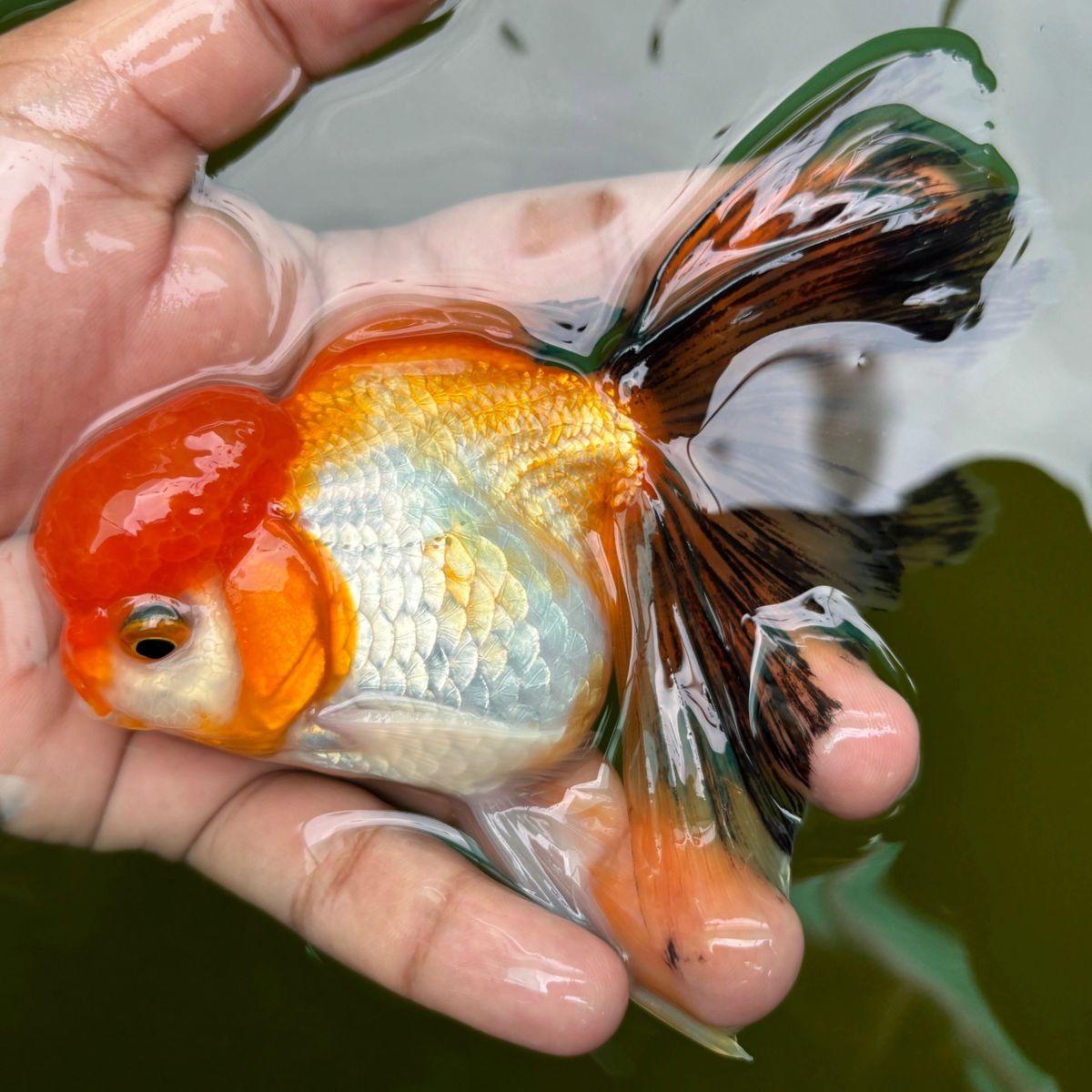 Tri Color Oranda Goldfish 6.5 inch