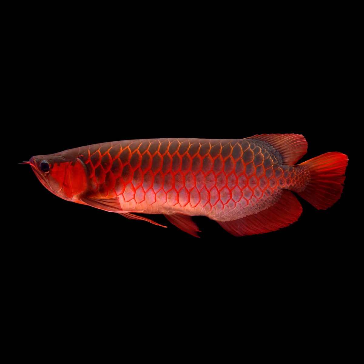 Chilli Red Arowana Fish
