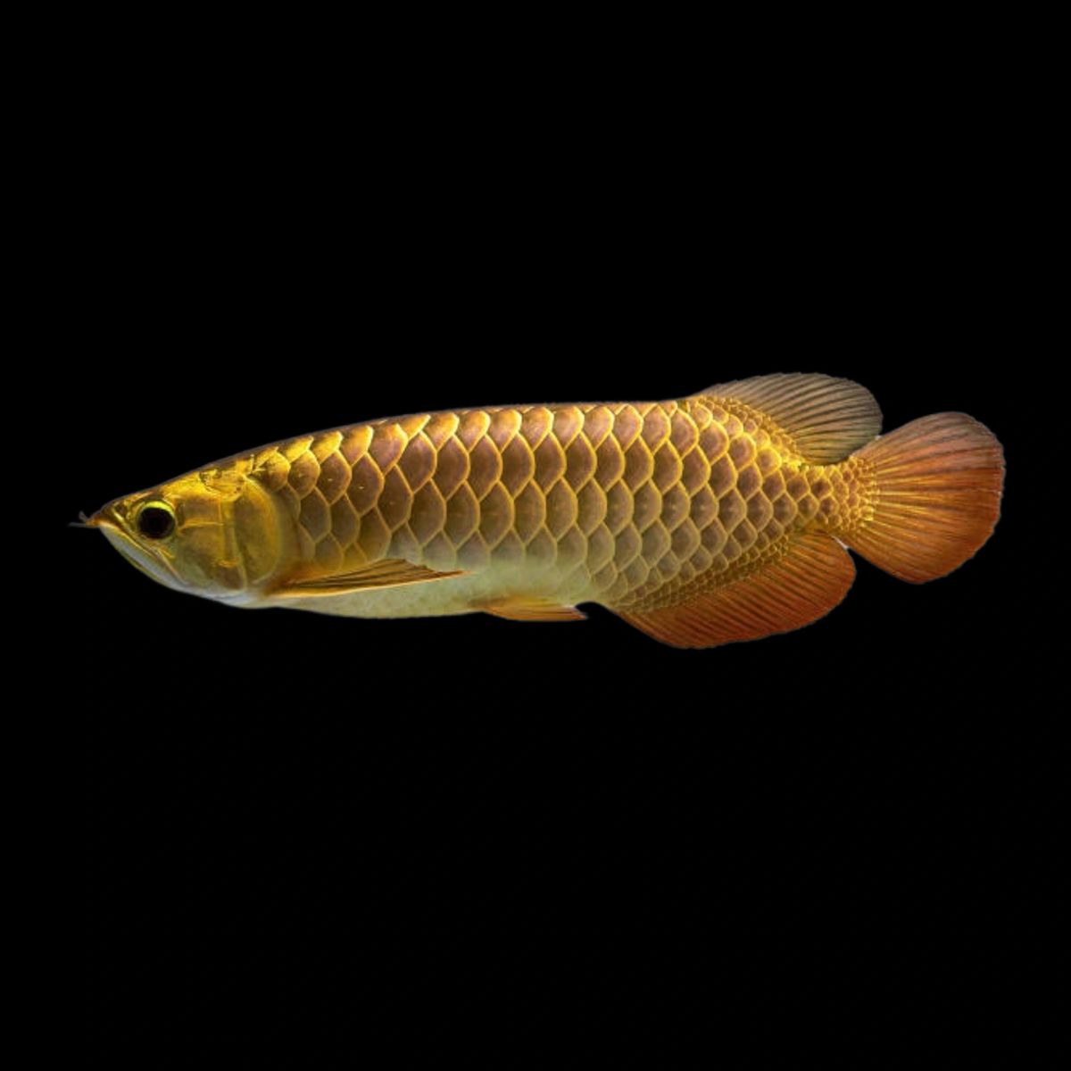 [ 1 Piece ₹26099 ] 24k Gold Arowana Fish