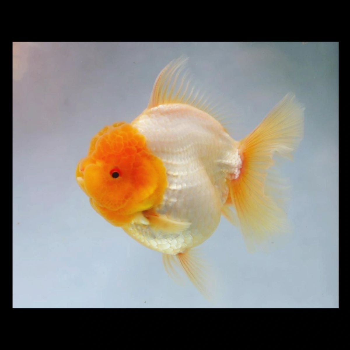 1 Piece ₹700 Lemon Head Oranda Goldfish
