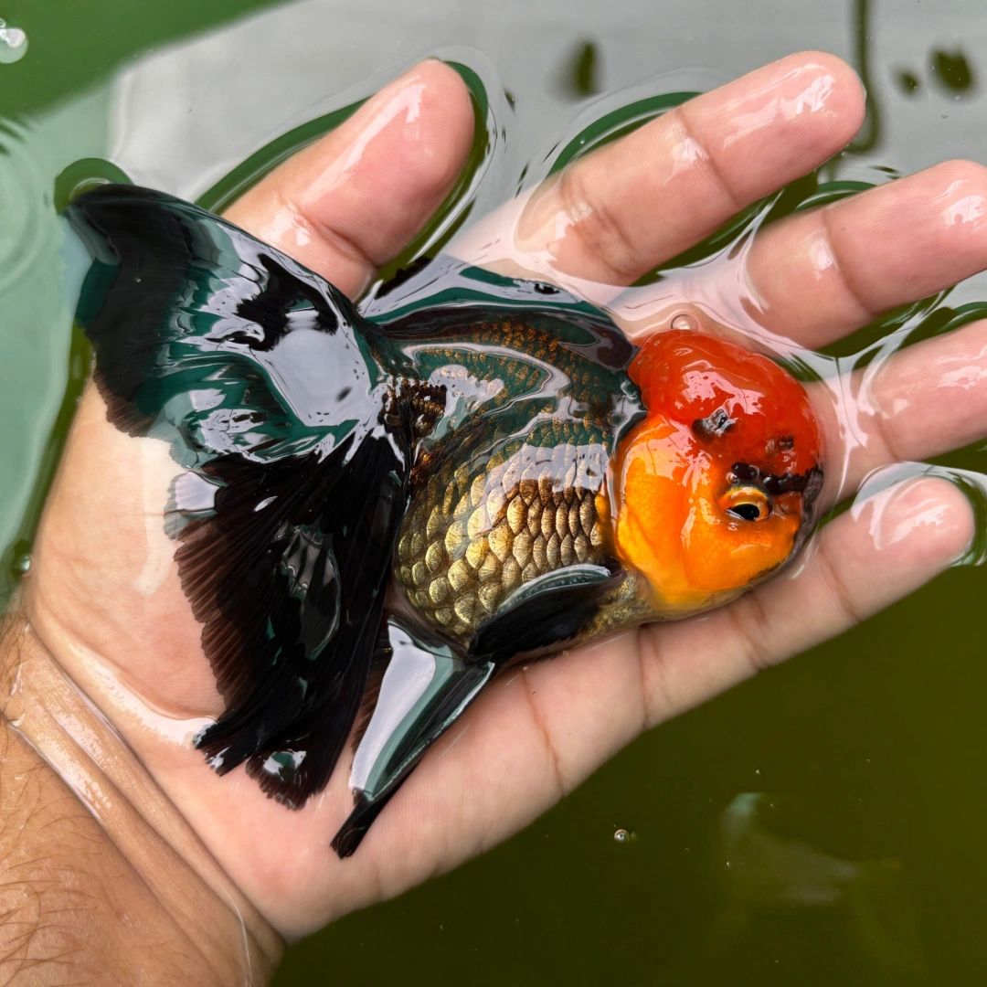 [ 1 Piece ₹2399 ] Apache Oranda Goldfish Imported