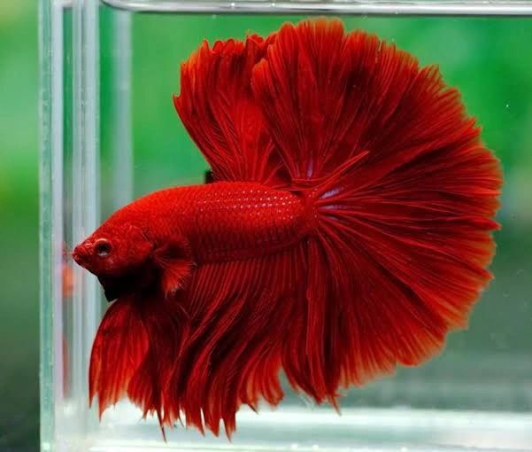 Super red full moon betta fish