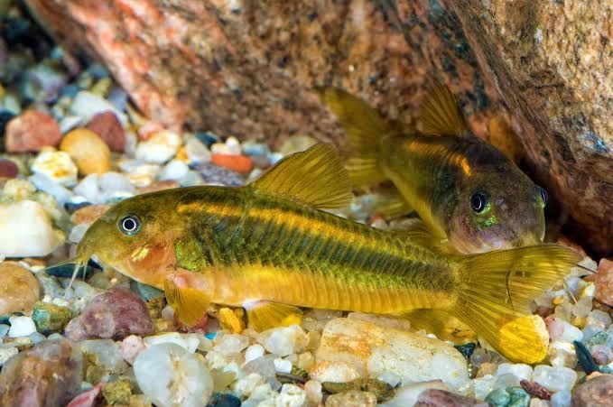 Golden cory catfish