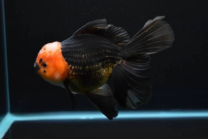 1 Piece ₹3099 Apache Giant Oranda Goldfish