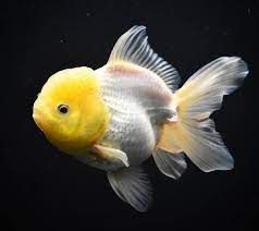 1 Piece ₹700 Lemon Head Short Body Oranda Goldfish