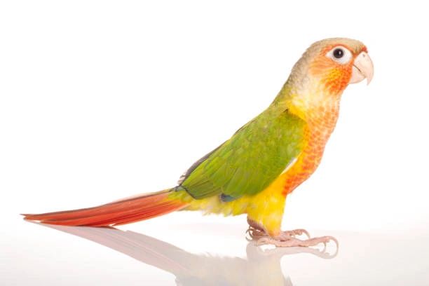 Red Factor Pineapple Conure Birds 1 Pair