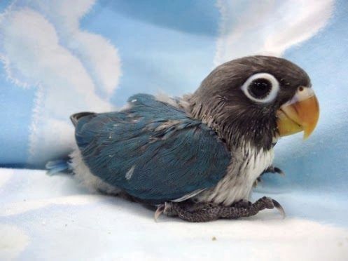 Violet Blue Lovebird Baby