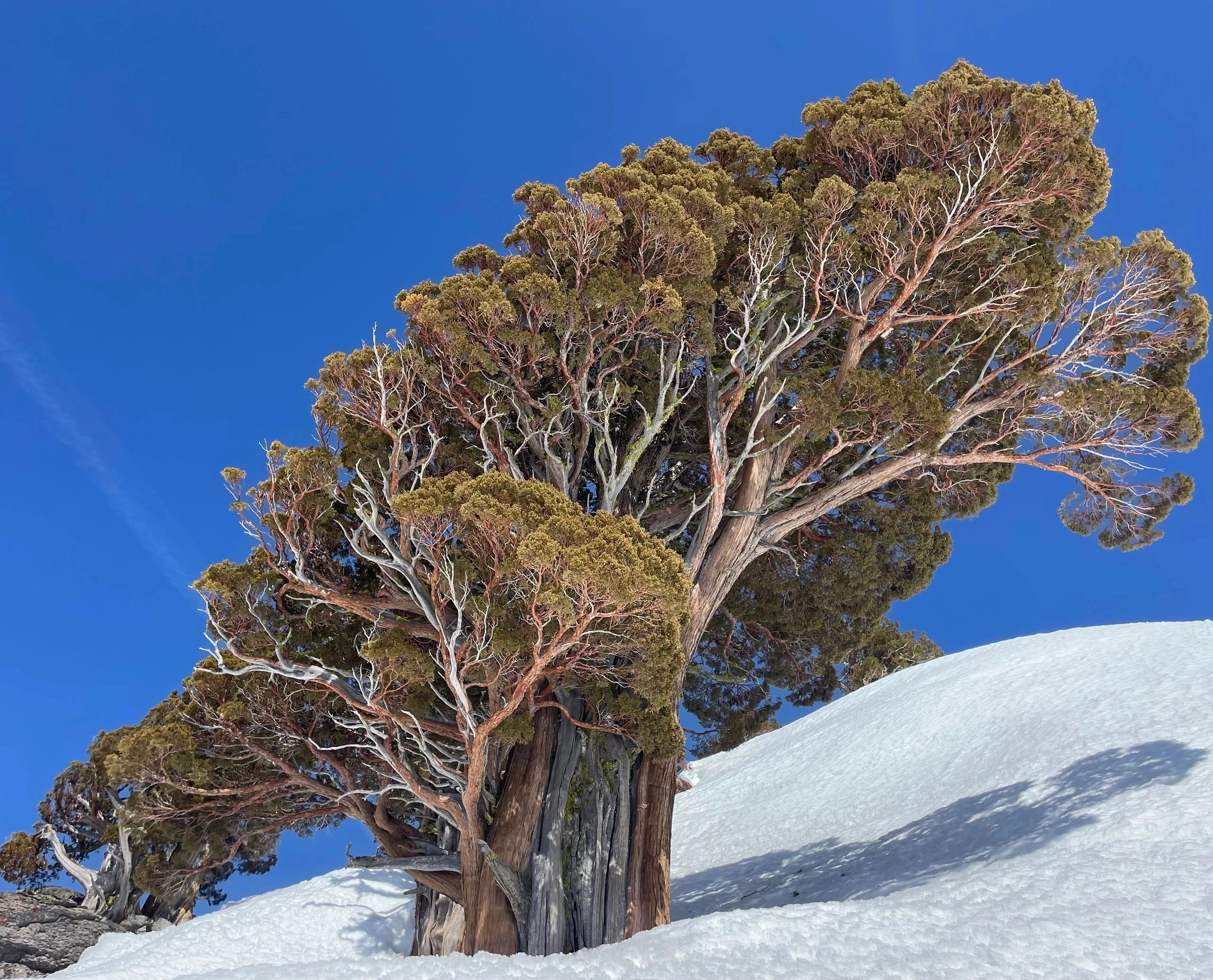 Sherwood Tree Service