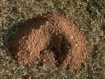 Home [oregongopher.com]