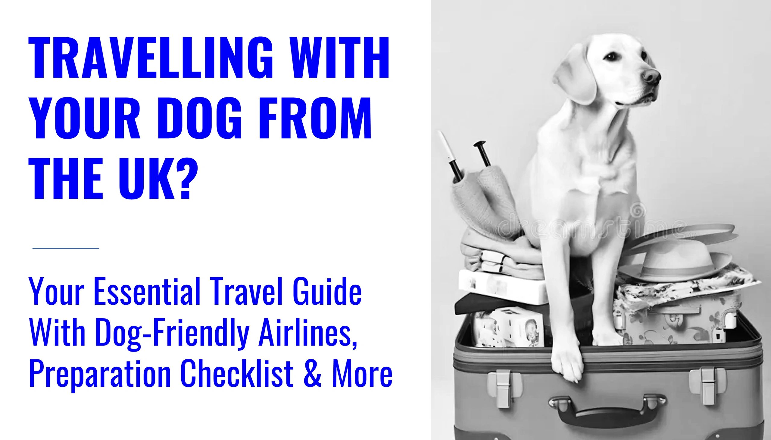Travelling With Your Dog From The UK? Your Complete 2025 Guide