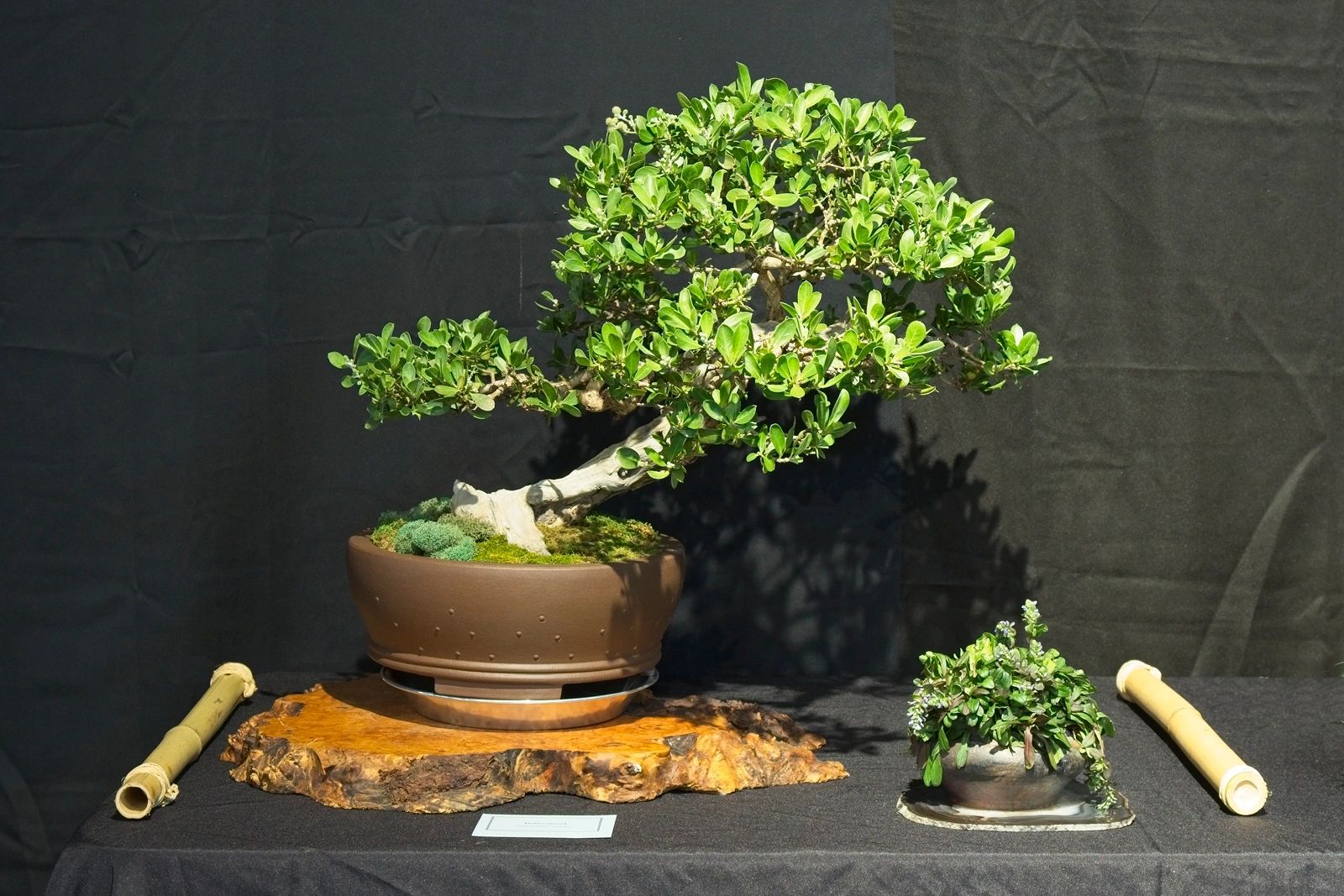 Broward Bonsai Society