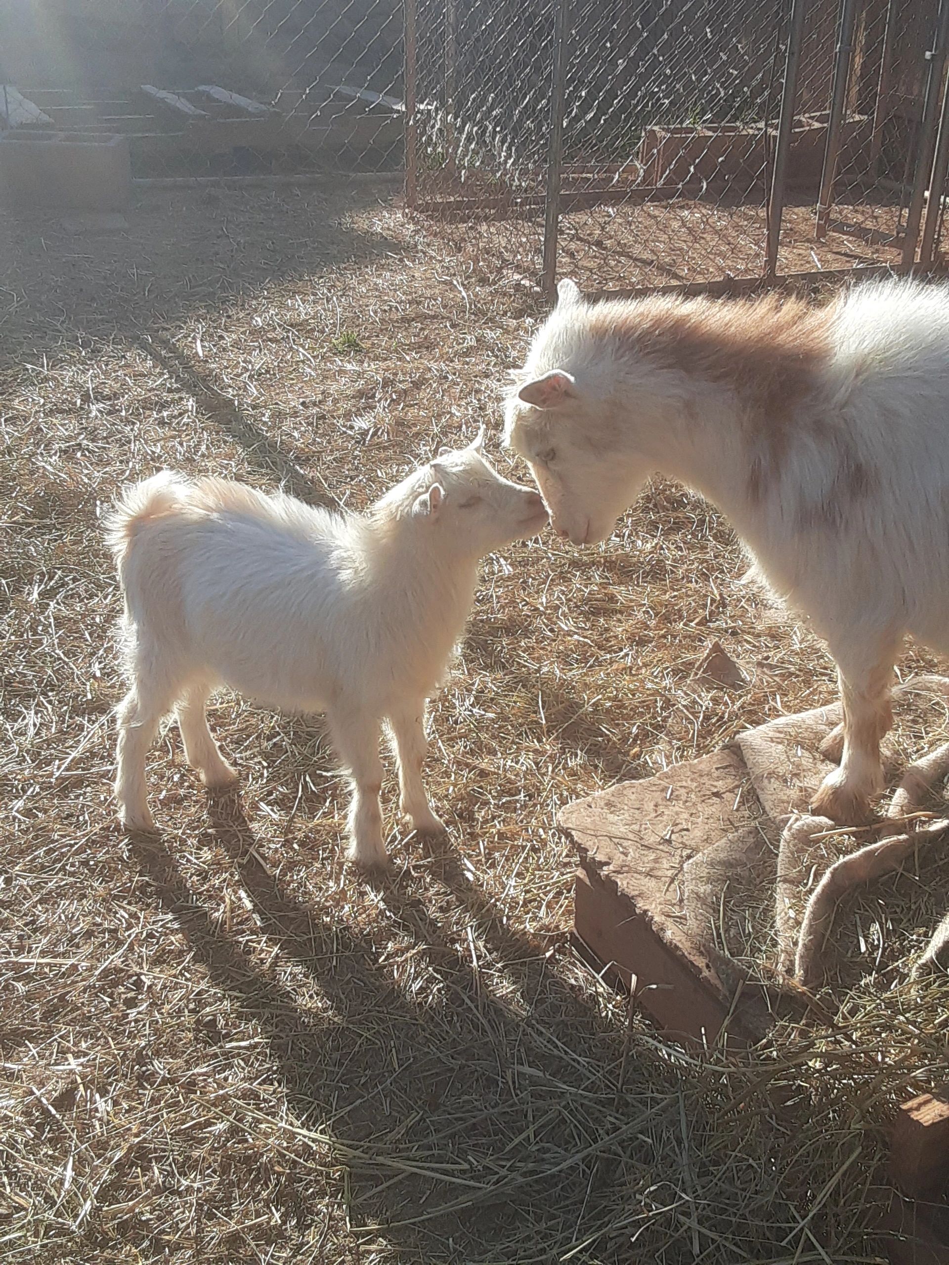 Ellie's goats