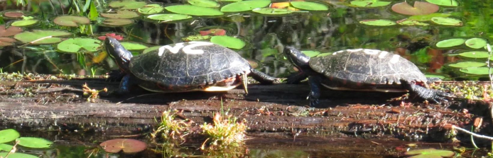 A Day in the Life of an Algonquin Turtle Researcher