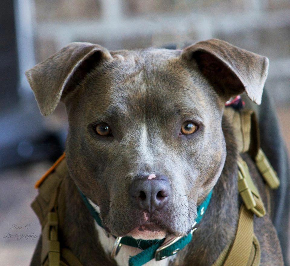Lone Star Paws 4 A Cause
