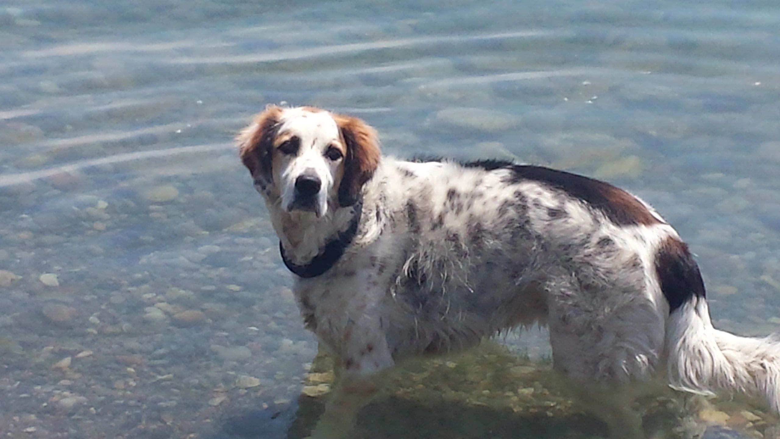 Absolutely Fabulous Dogs