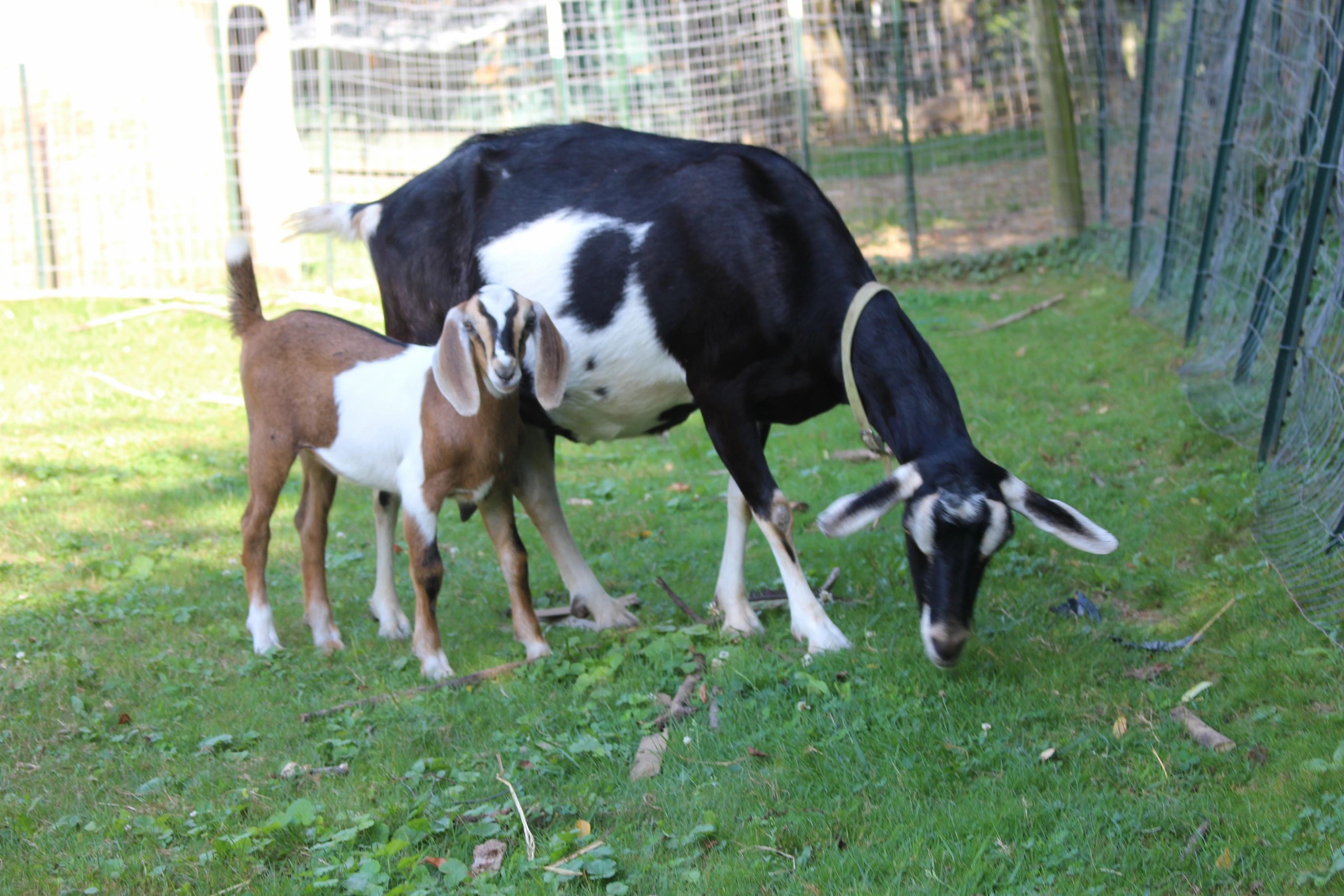 Goat For The Soul - Goat Yoga, Goat Cuddles