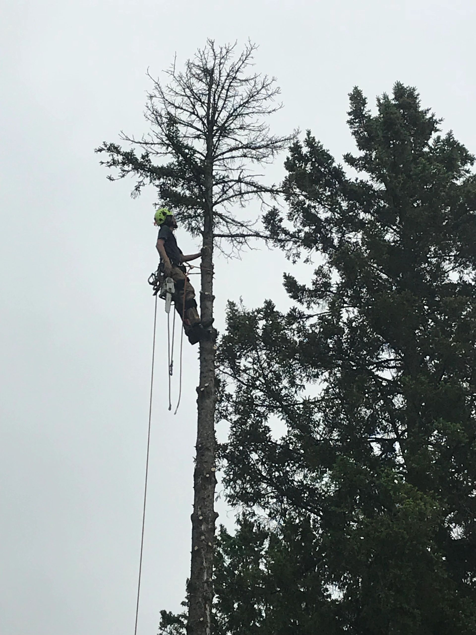 Onetwotreeservice - Arborist, Tree Removal, Tree Services