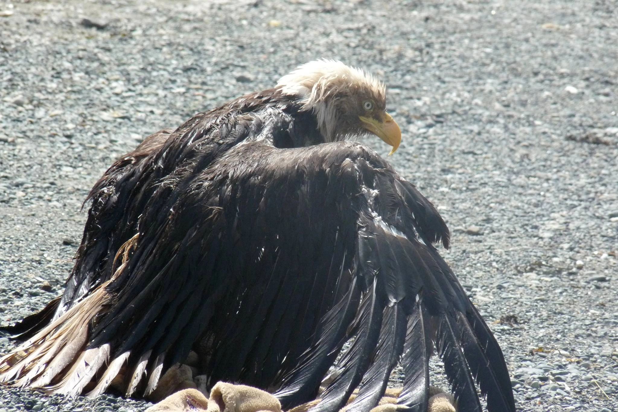 Near-drowned eagle slowly spreading its wings to warm and dry.