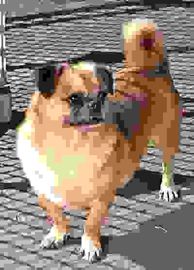 Our Dogs | Pug Rescue