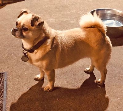 Our Dogs | Pug Rescue