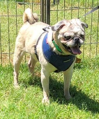 Pug Rescue & Sanctuary