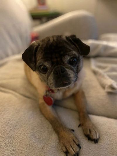Our Dogs | Pug Rescue