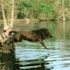 Mossy Pond Retrievers