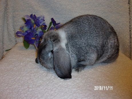 Grey Mini Lop