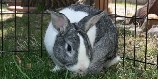 Bunny Express Rabbitry