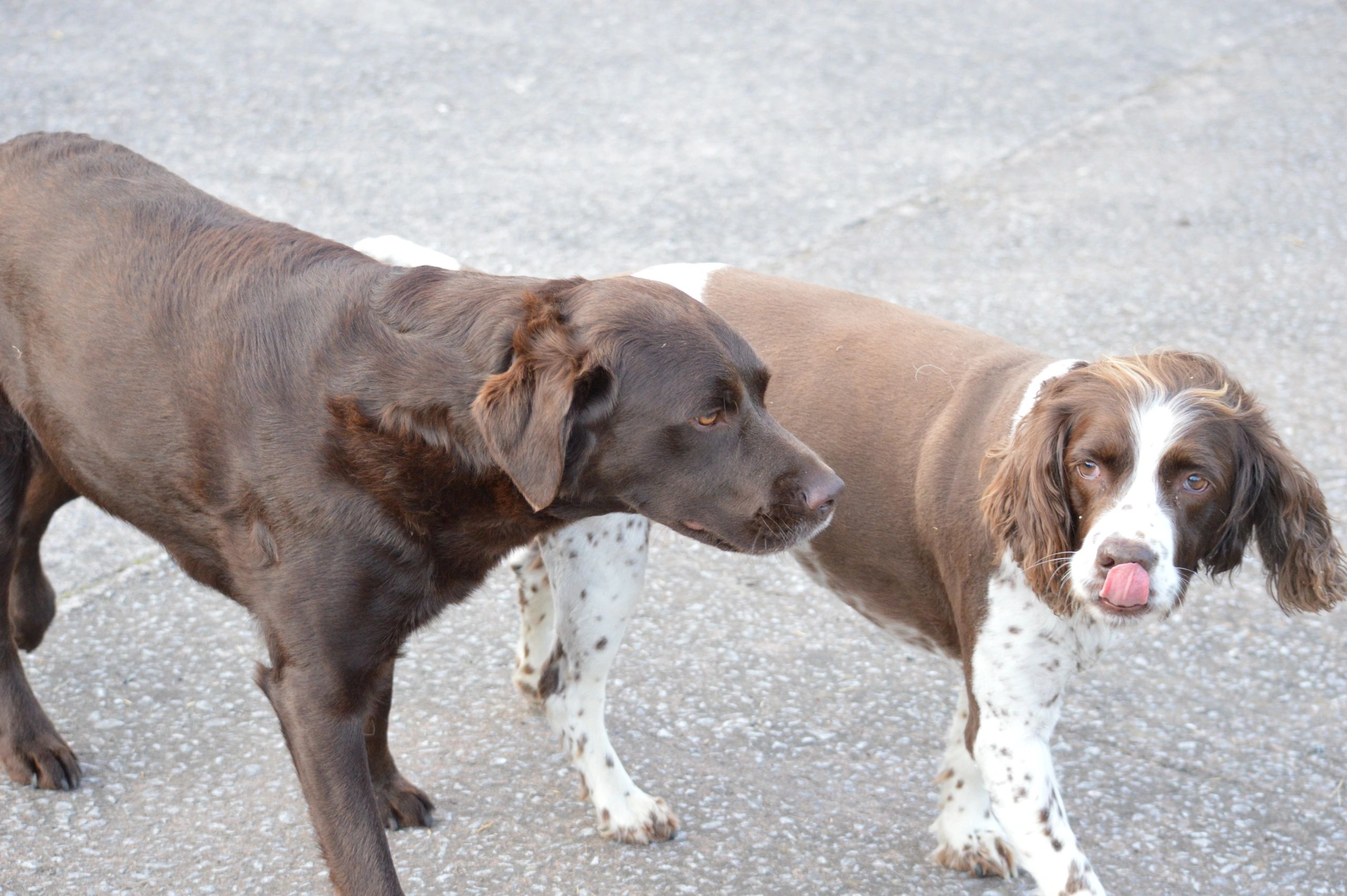 Moving Dogs | Little Green Stables