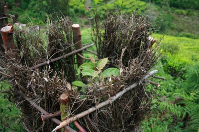 Shola Forests | Upstream Ecology