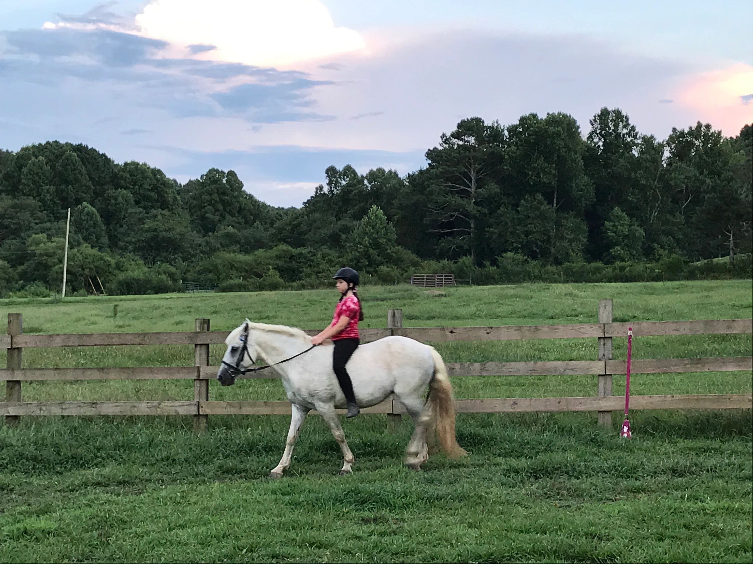 Horse Boarding - Willow Tree Farm & Riding School LLC
