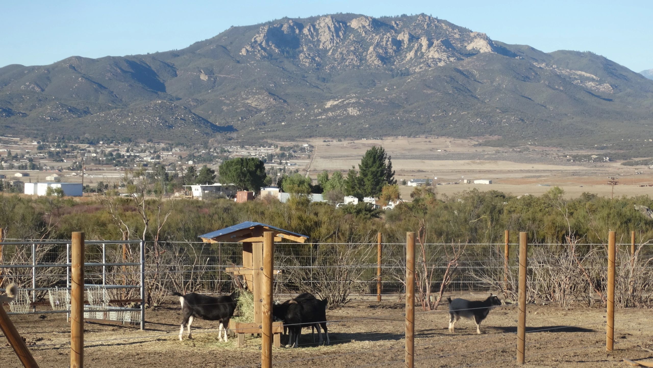 Crooked Branch Ranch - Dog Breeder, Livestock Breeder