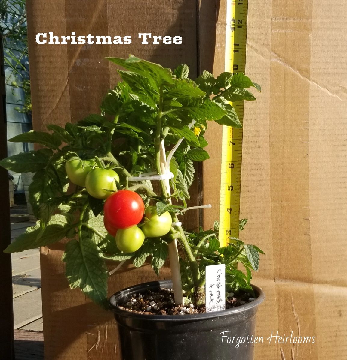 Micro Dwarf Christmas Tree