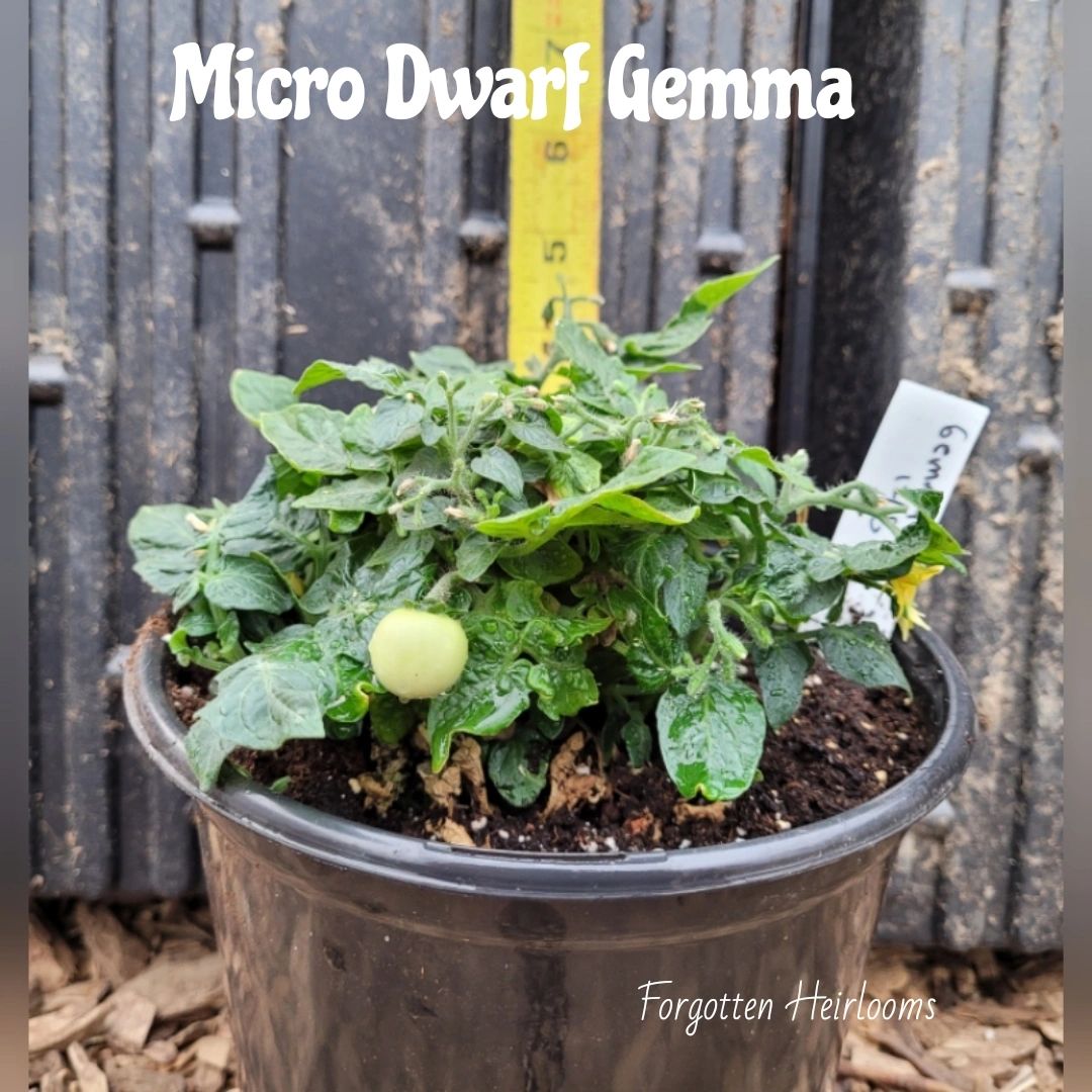 Micro Dwarf Gemma