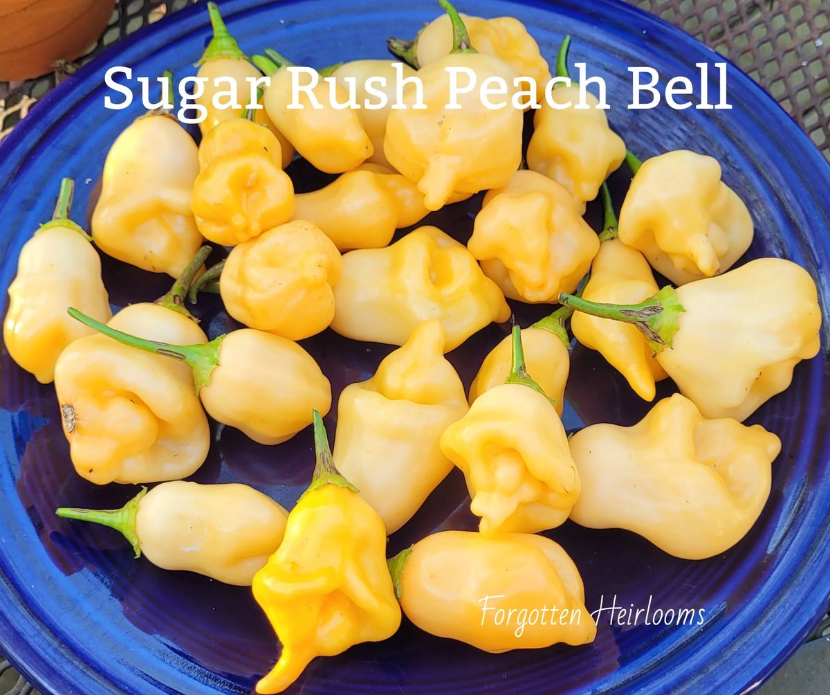 Sugar Rush Peach Bell