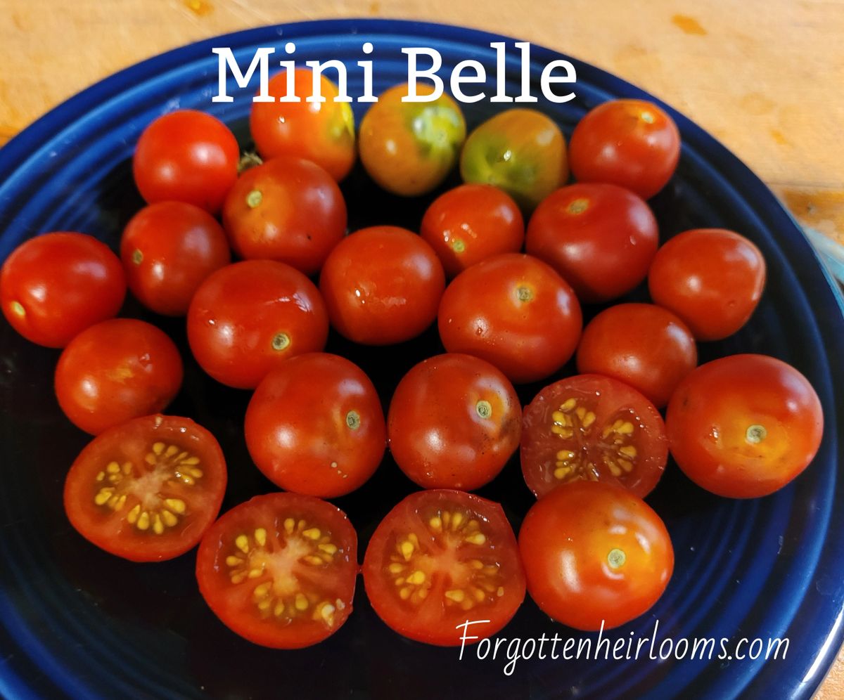 Micro Dwarf Mini Belle