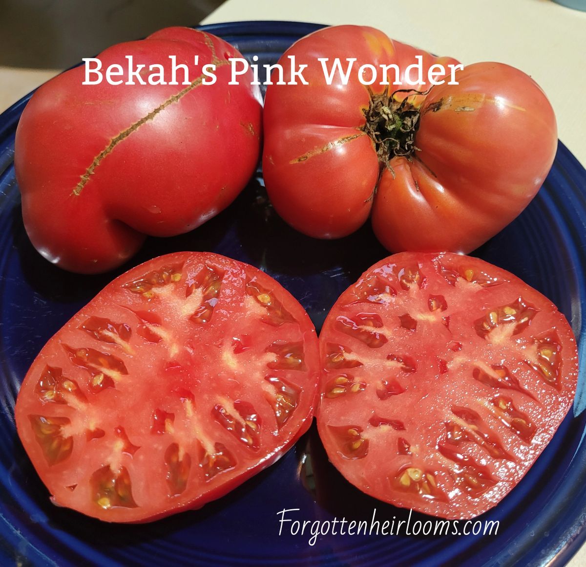 Bekah's Pink Wonder