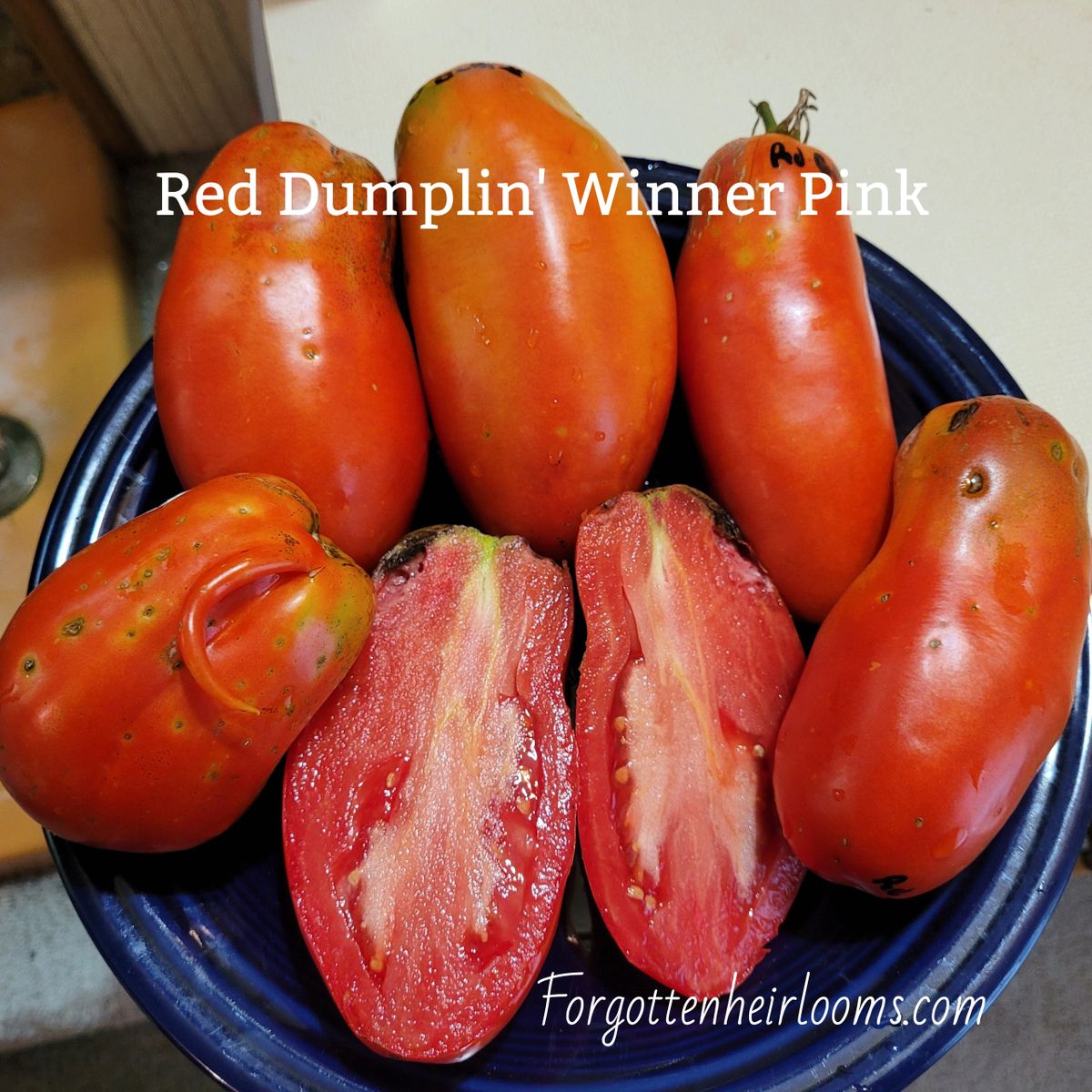 Red Dumplin' Winner Pink