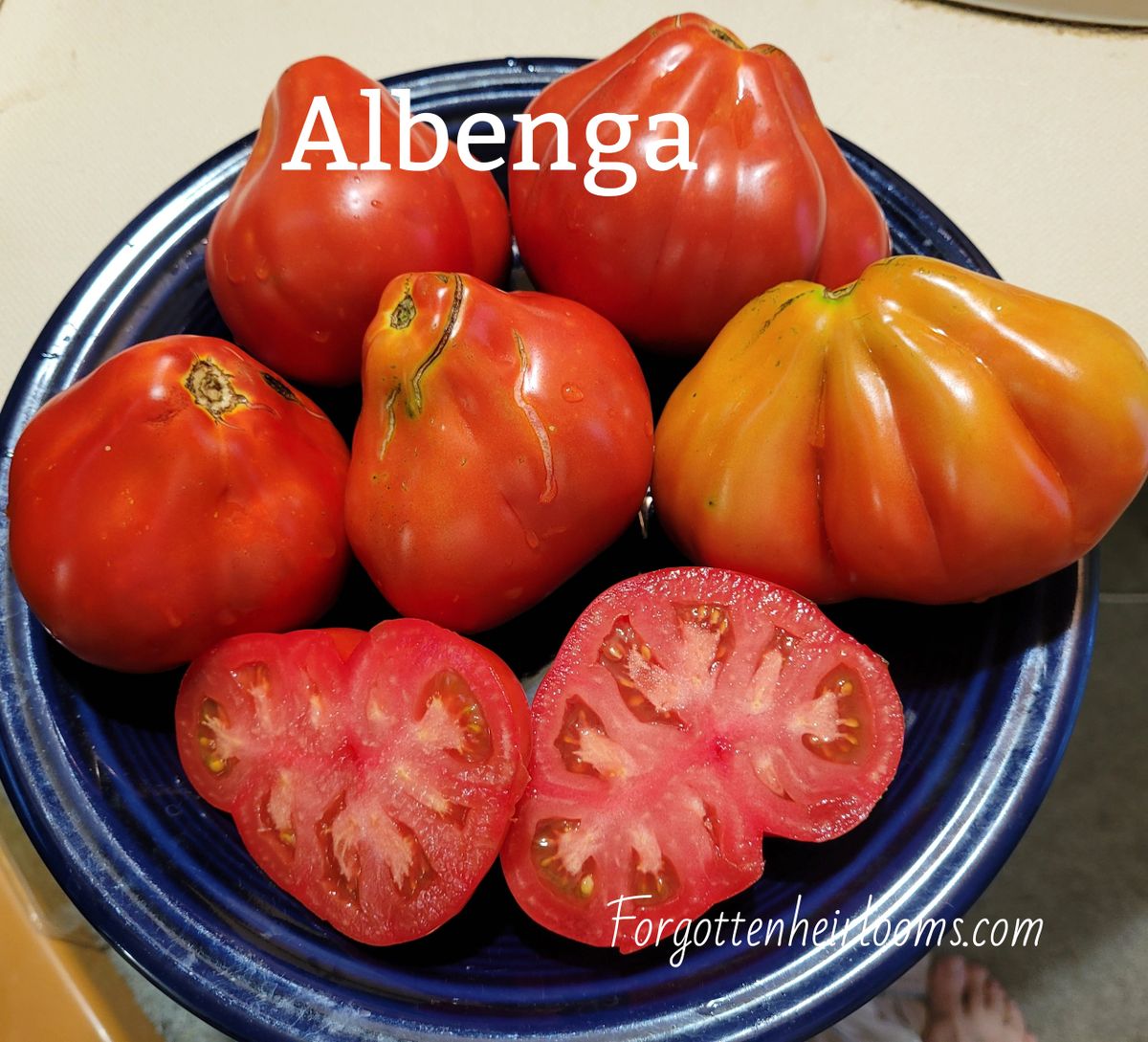 Albenga
