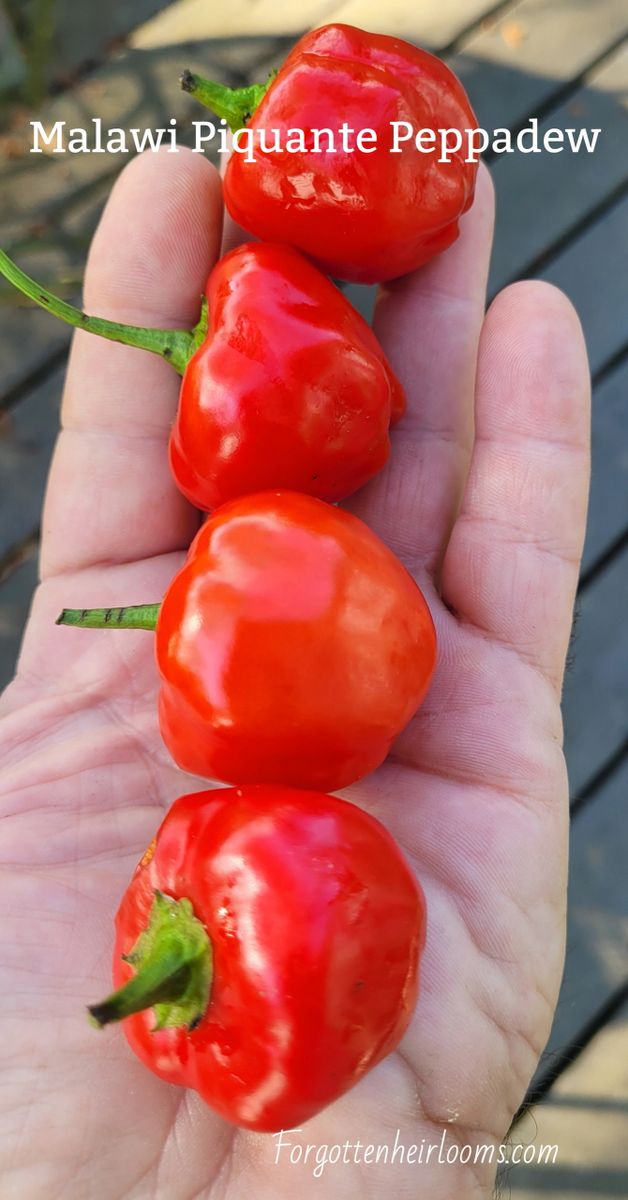 Malawi Piquante Peppadew