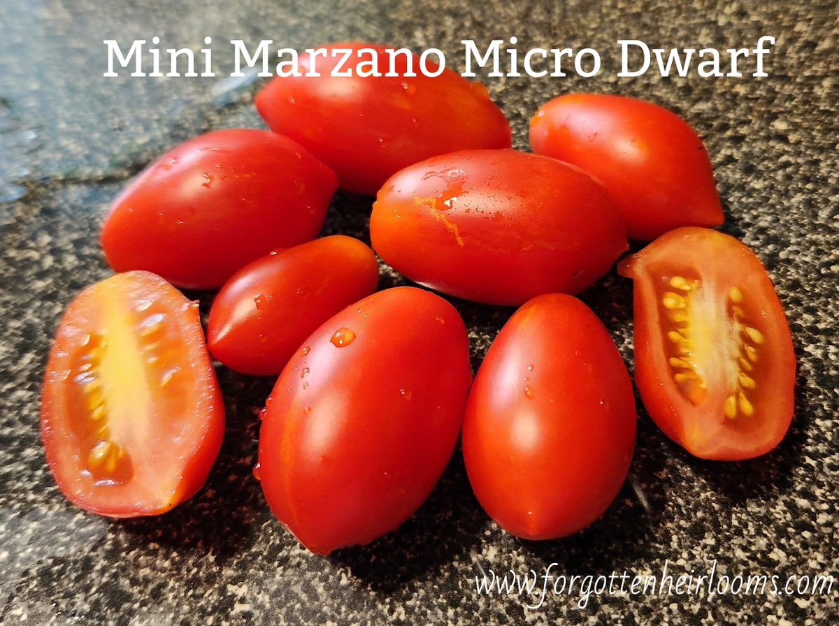 Micro Dwarf Mini Marzano