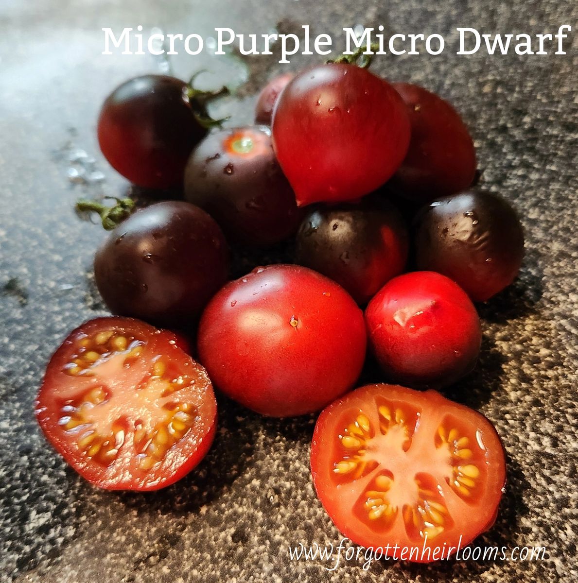 Micro Dwarf Micro Purple