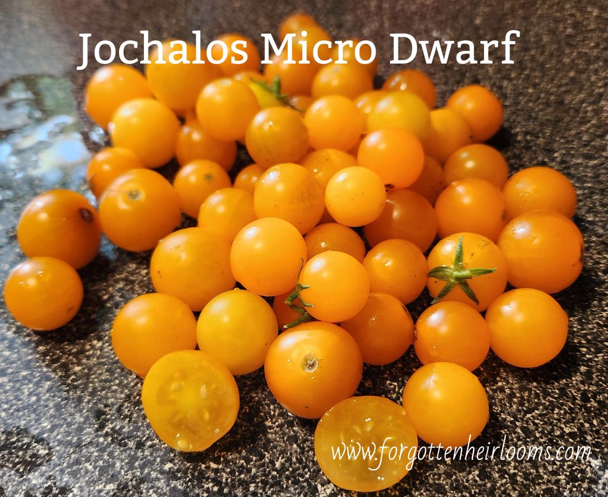 Micro Dwarf Jochalos Tomato