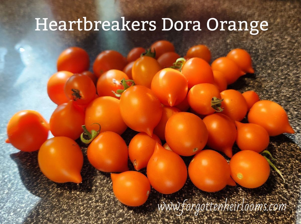 Micro Dwarf Heartbreakers Dora Orange F3